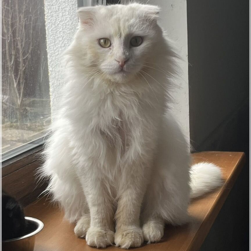 Белый кот вислоухий