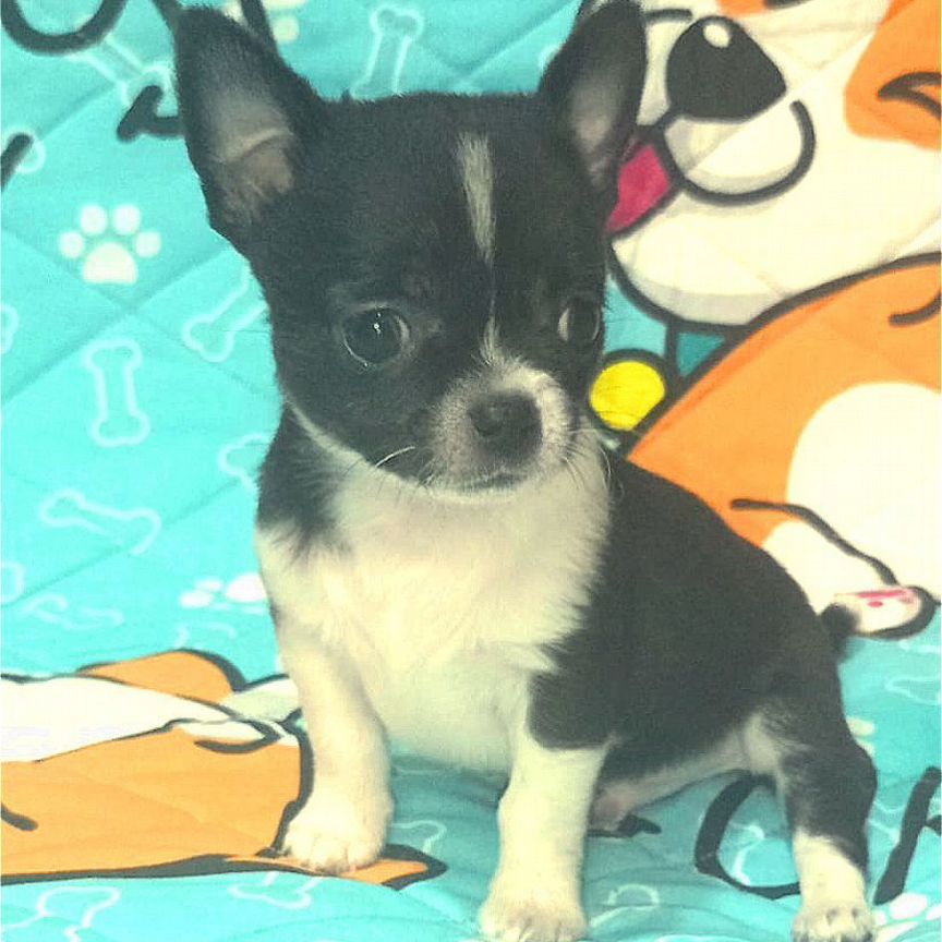 Мальчишка мини чихуашка