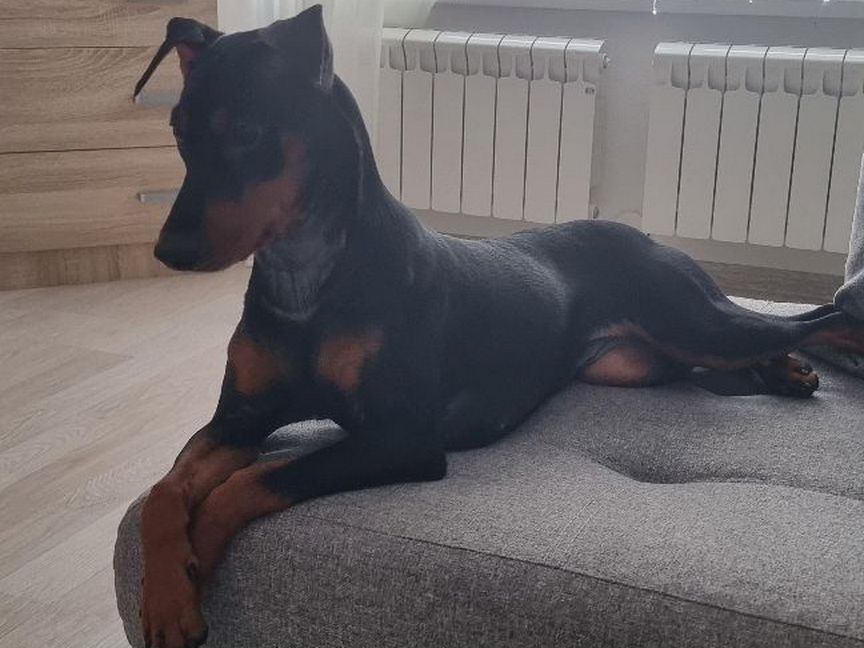 Немецкий пинчер щенок