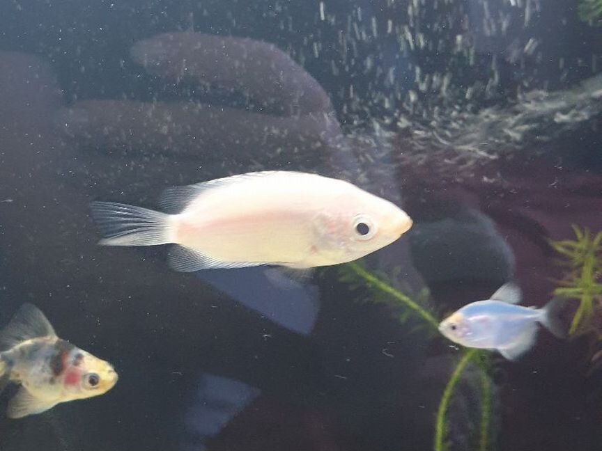 Рыба гурами
