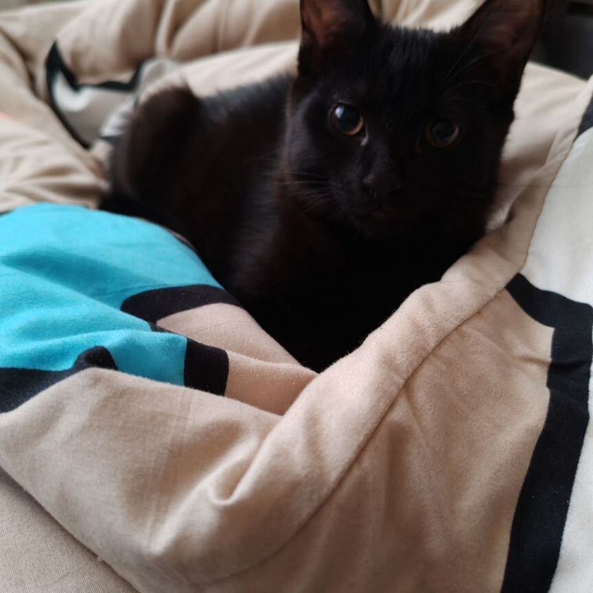 Отдам бесплатно кошечку Мию в добрые руки