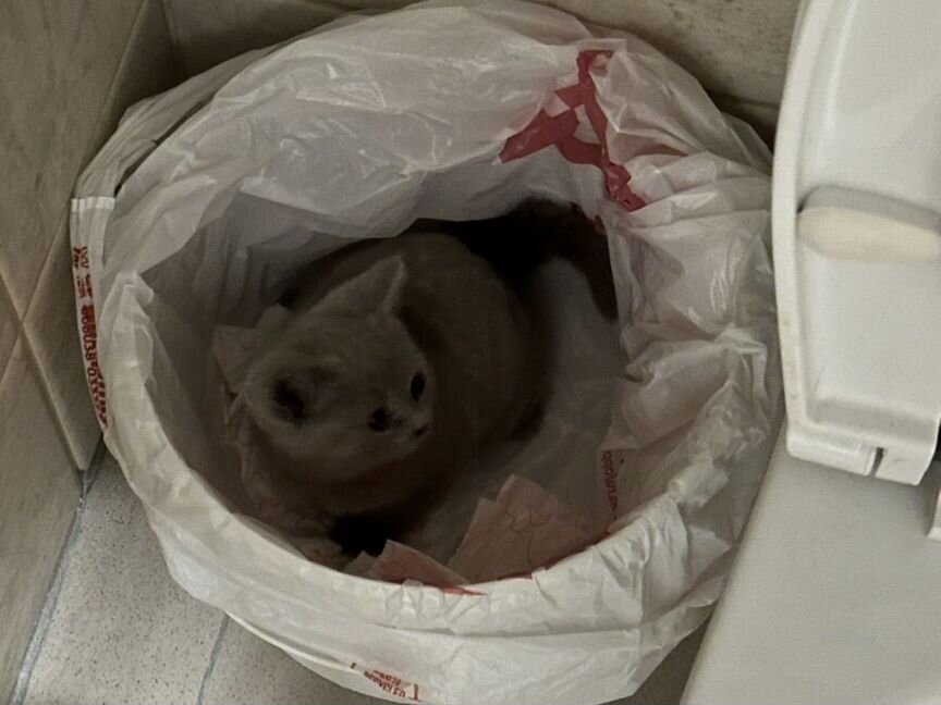 Шотладские прямоухие котята