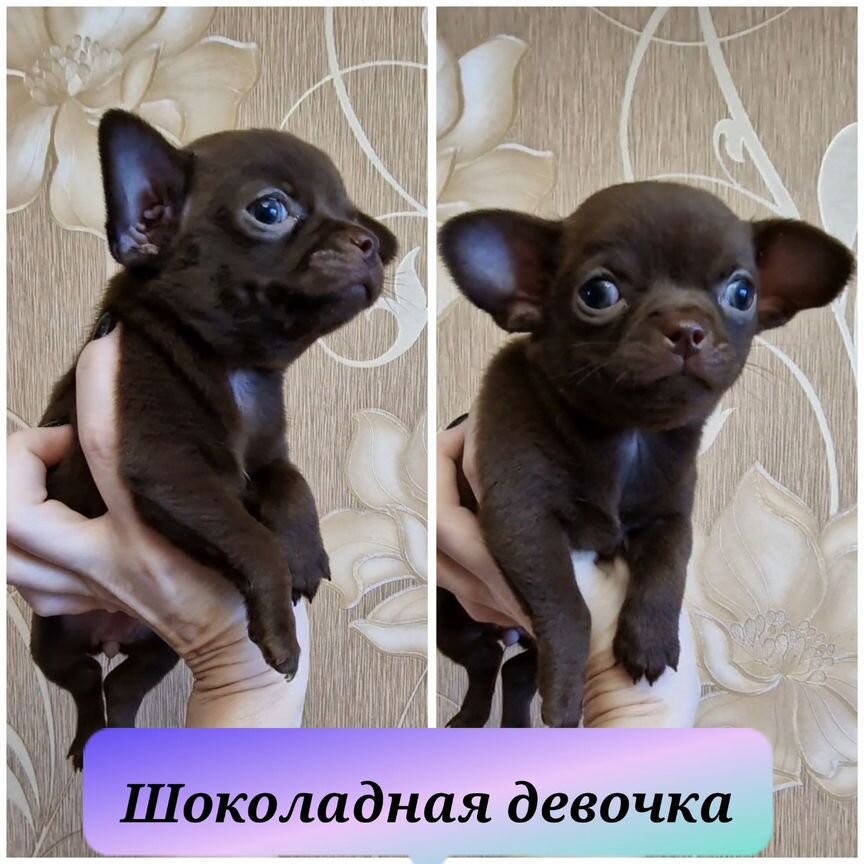 Чихуахуа милашная девочка
