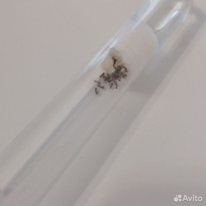 Муравьи садовые с колбой