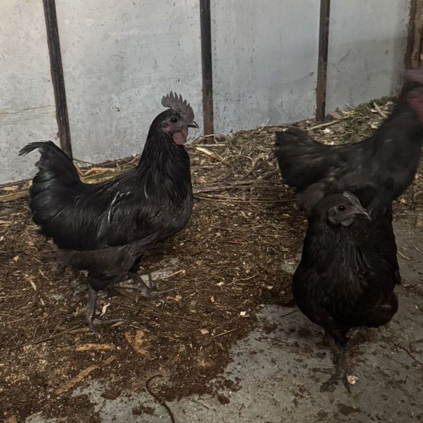 Петушоки ухейилюй