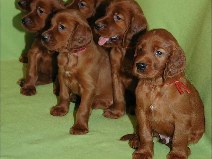 Ирландский сеттер