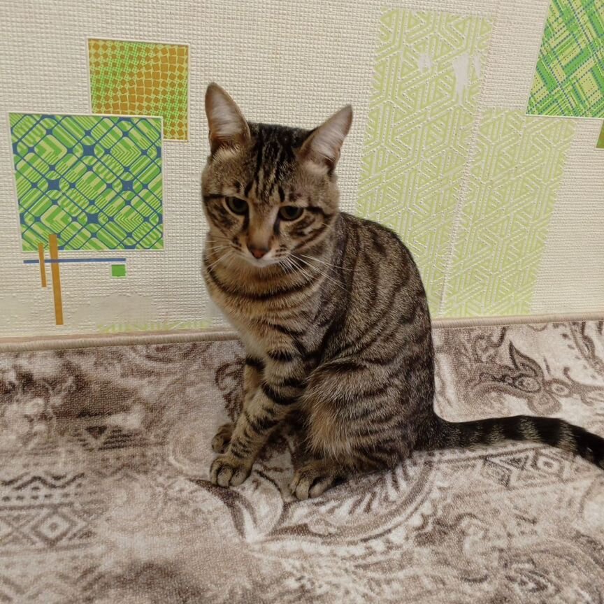 Кот в добрые руки