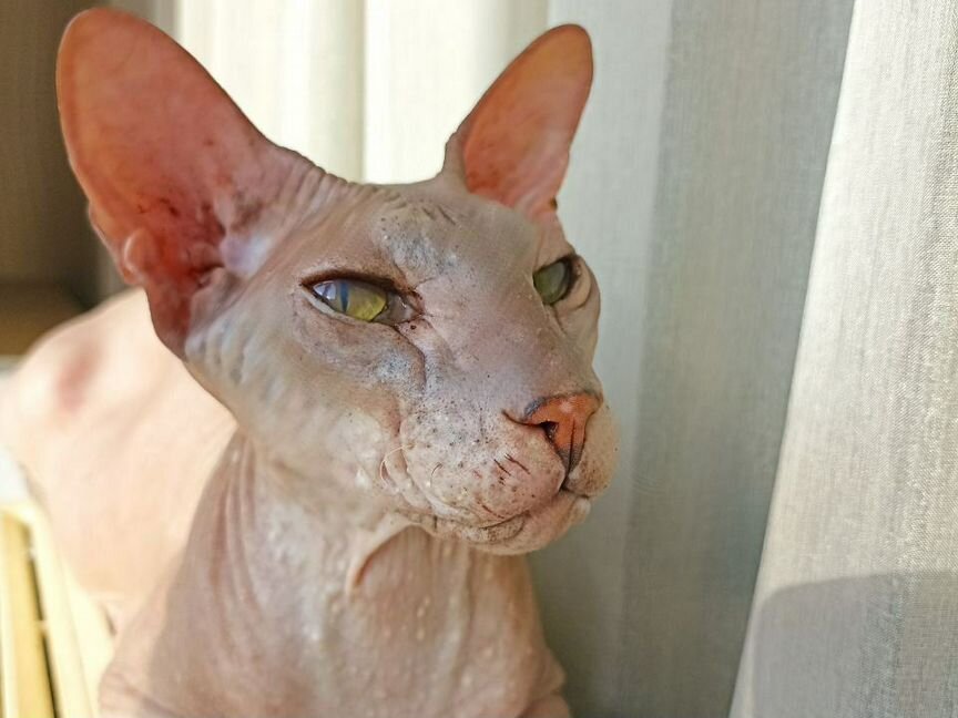 Кошки донской сфинкс