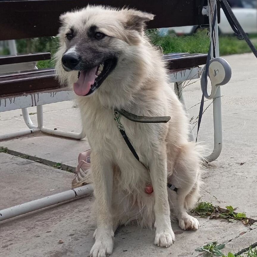 Взрослый пёс в добрые руки