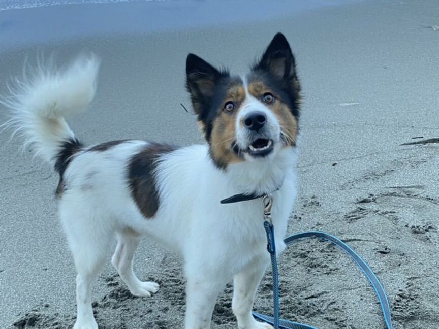 Собака ищет семью/добрые руки