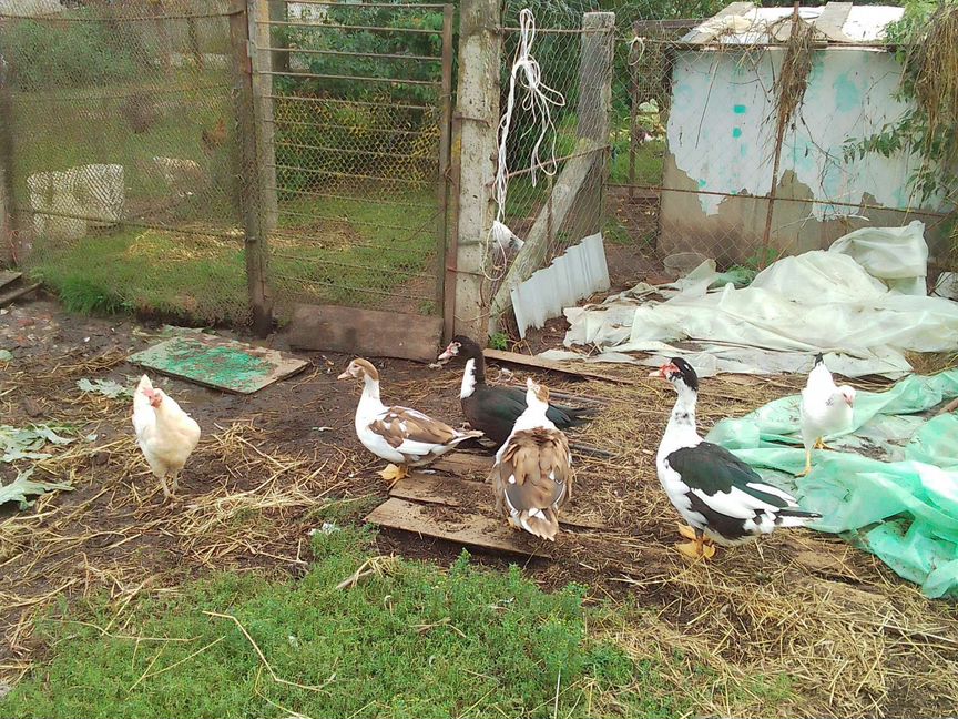 Мускусные утки индоутки индоутята