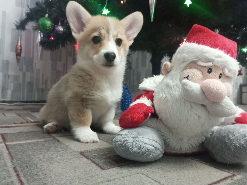 Щенок корги пемброк