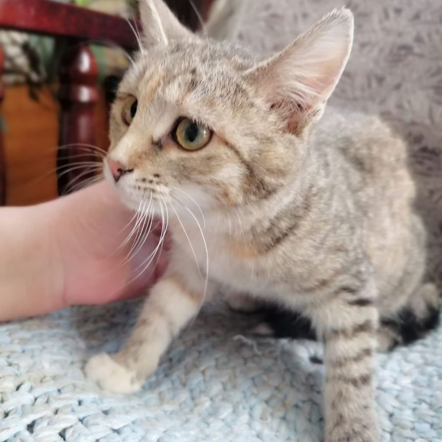 Кошечка-котенок