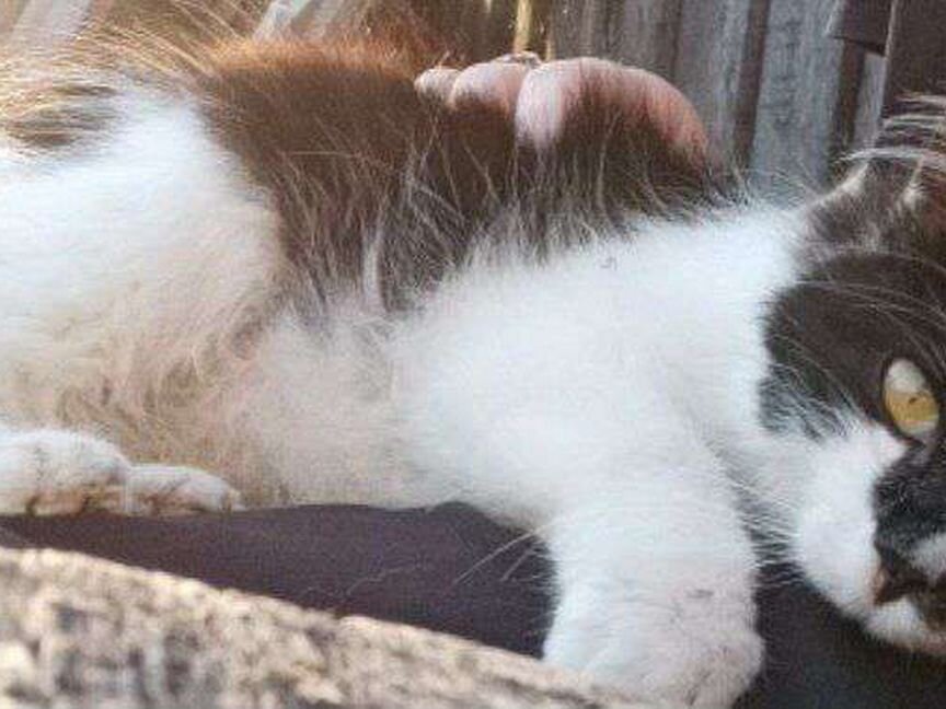 Котенок в дар