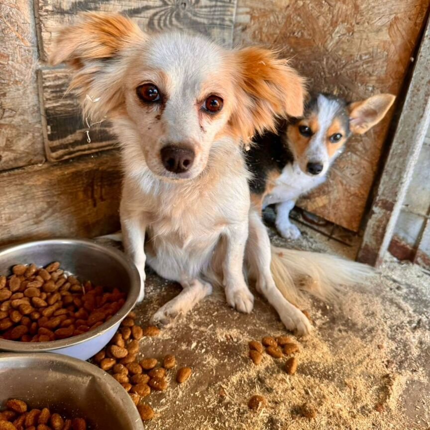 Собака в добрые руки из Курского отлова