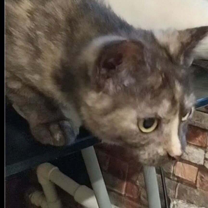 Котята-подростки