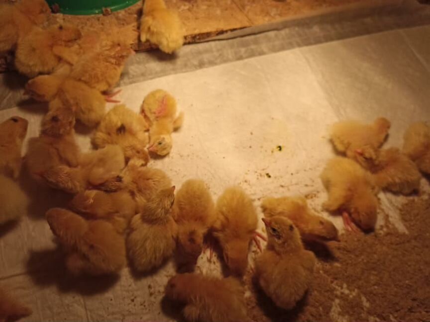Цыплята суточные