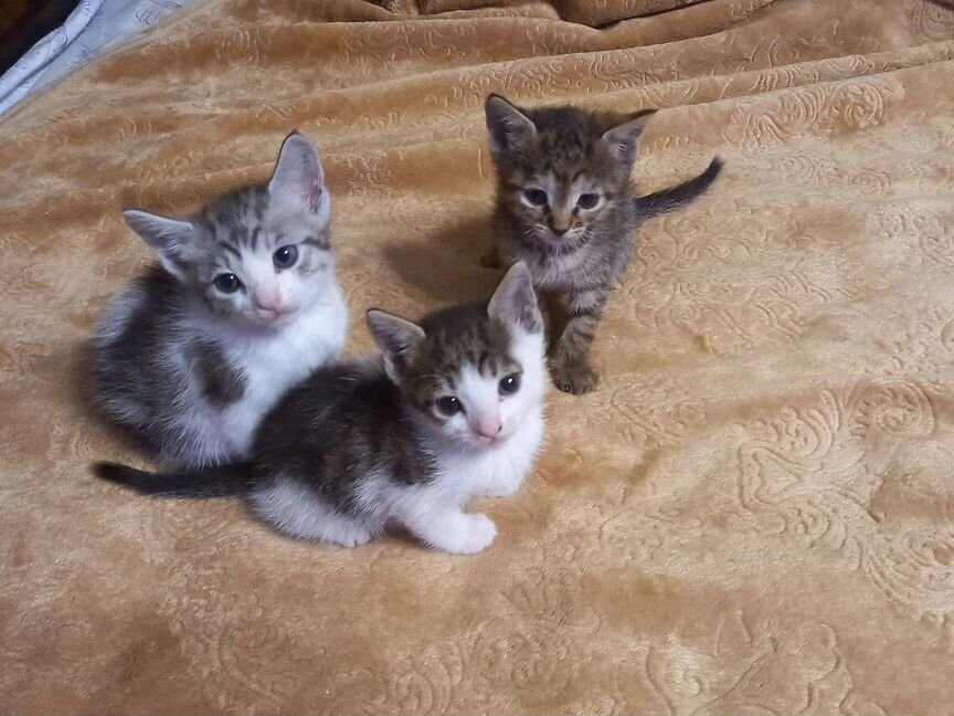Котята в добрые руки даром