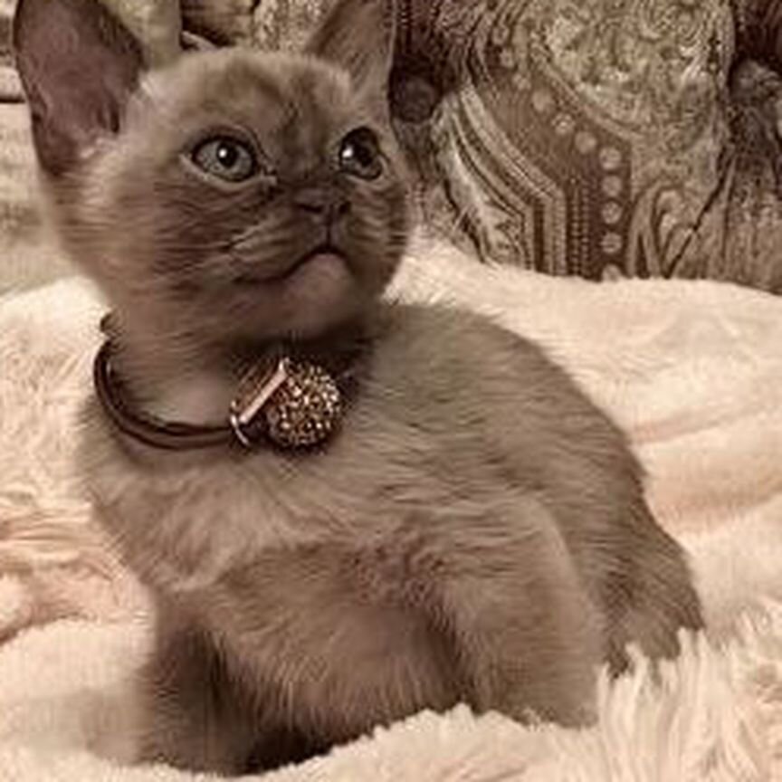 Бурманские котята