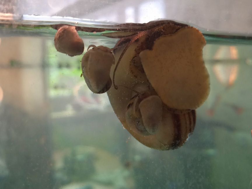 Аквариумная улитка Мариза