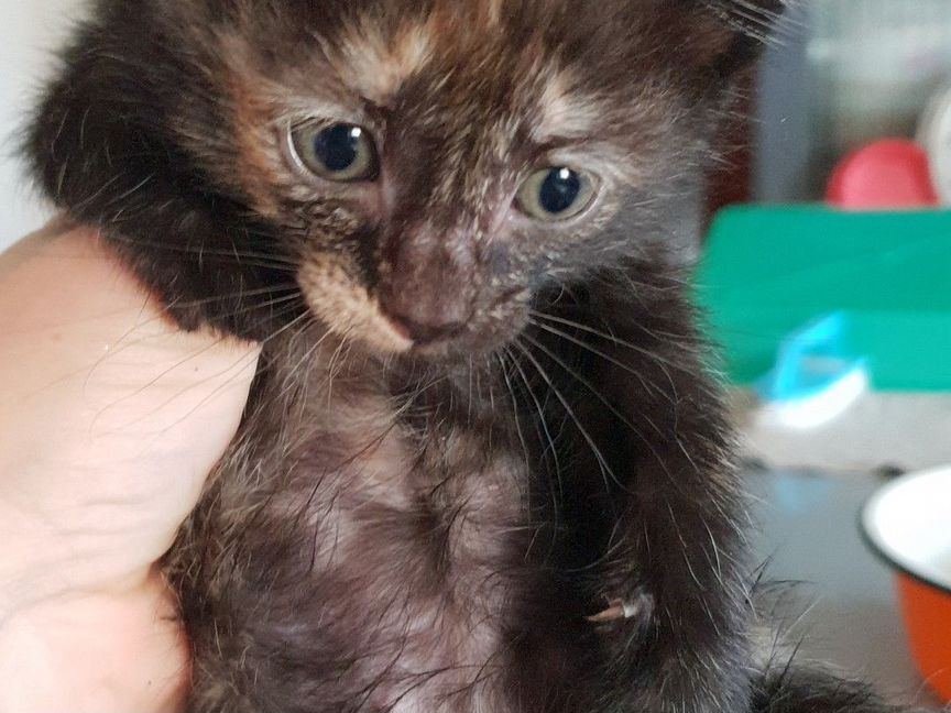 Котёнок девочка полтора месяца