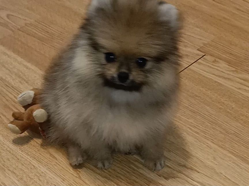 Шпиц мини мальчик