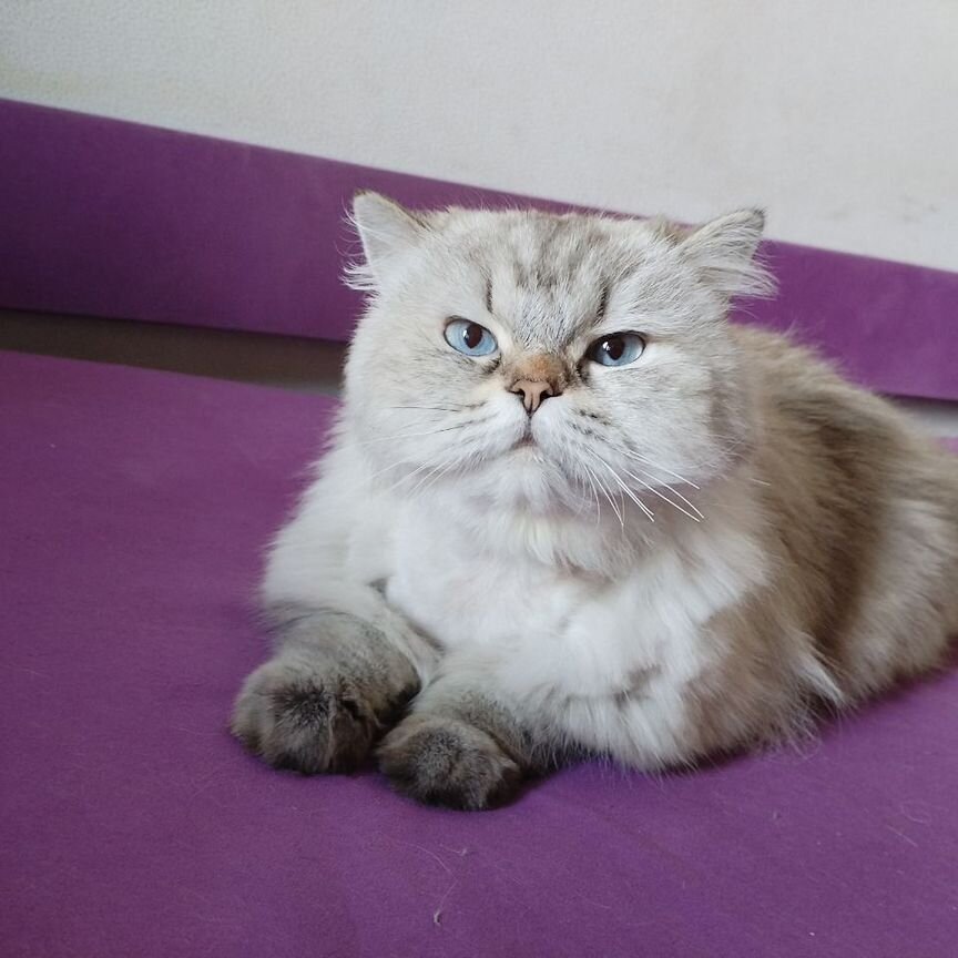 Породистую кошку бросили хозяева