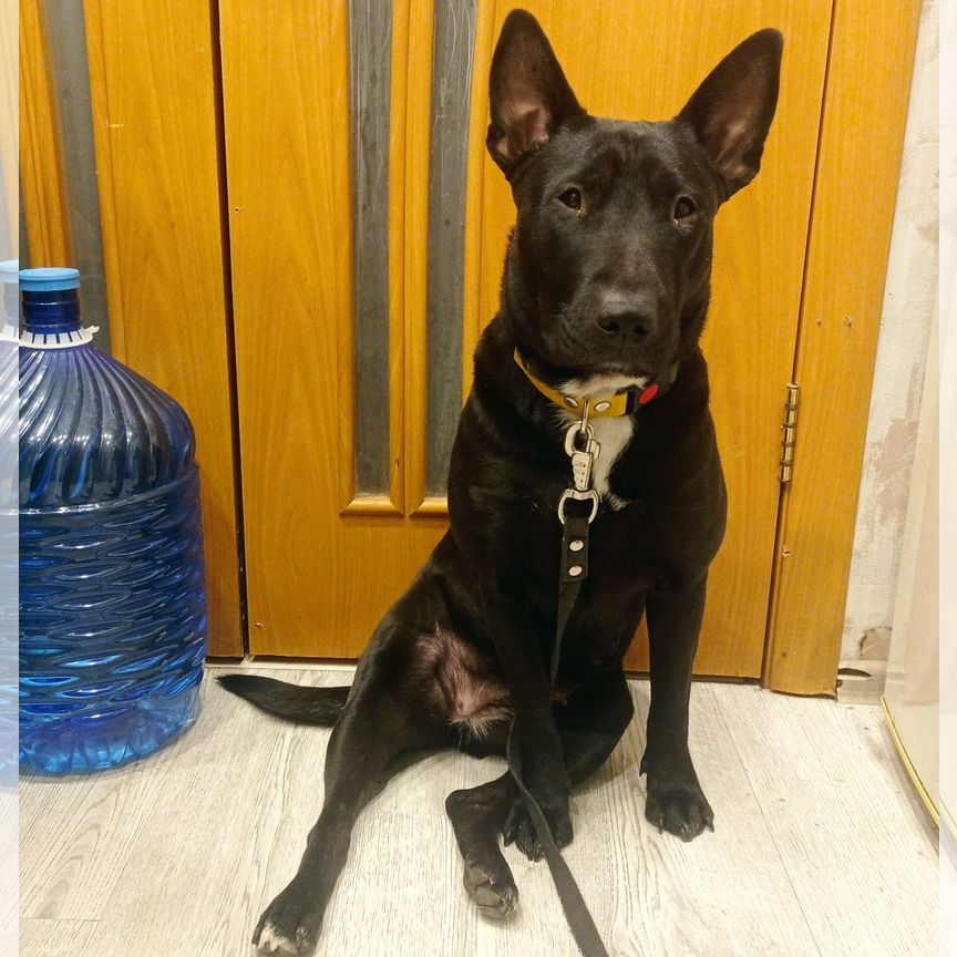 Бультерьер, взрослая собака