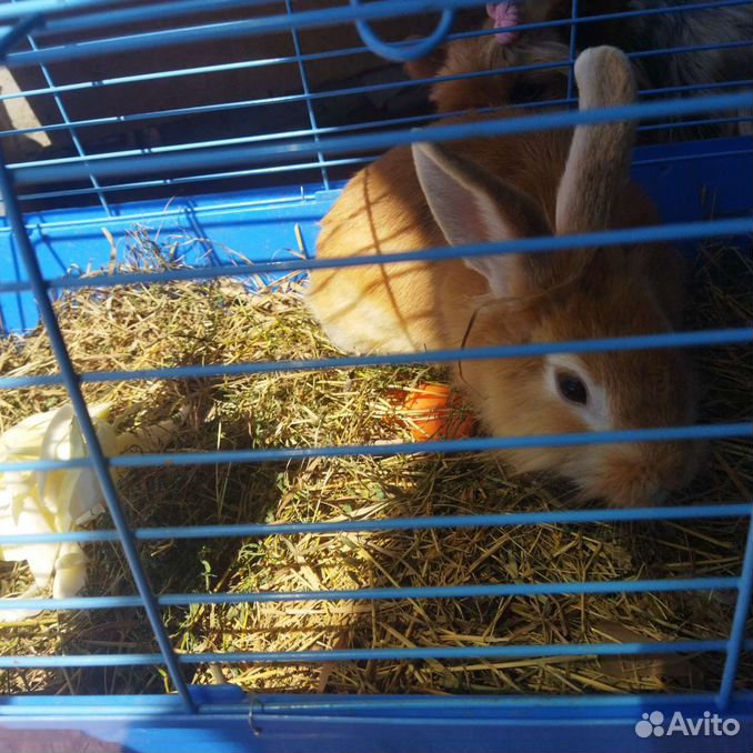 Продам декоративного кролика 4 месяца