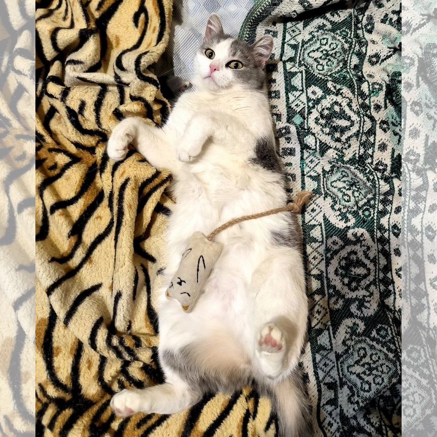 Кошка Мышка в добрые руки