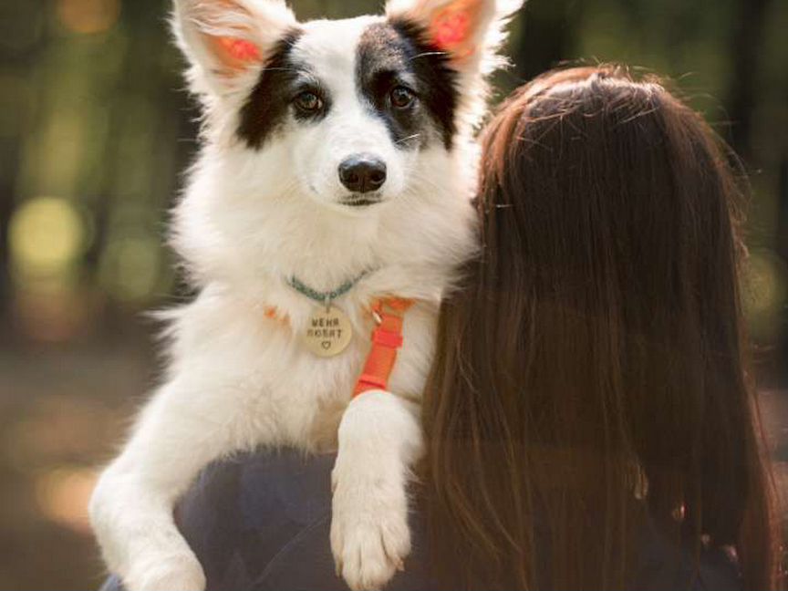 Собака в добрые руки