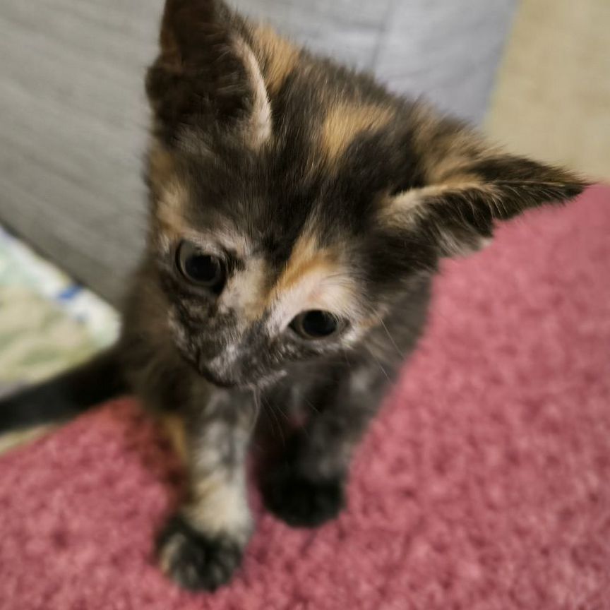 Котенок в добрые руки