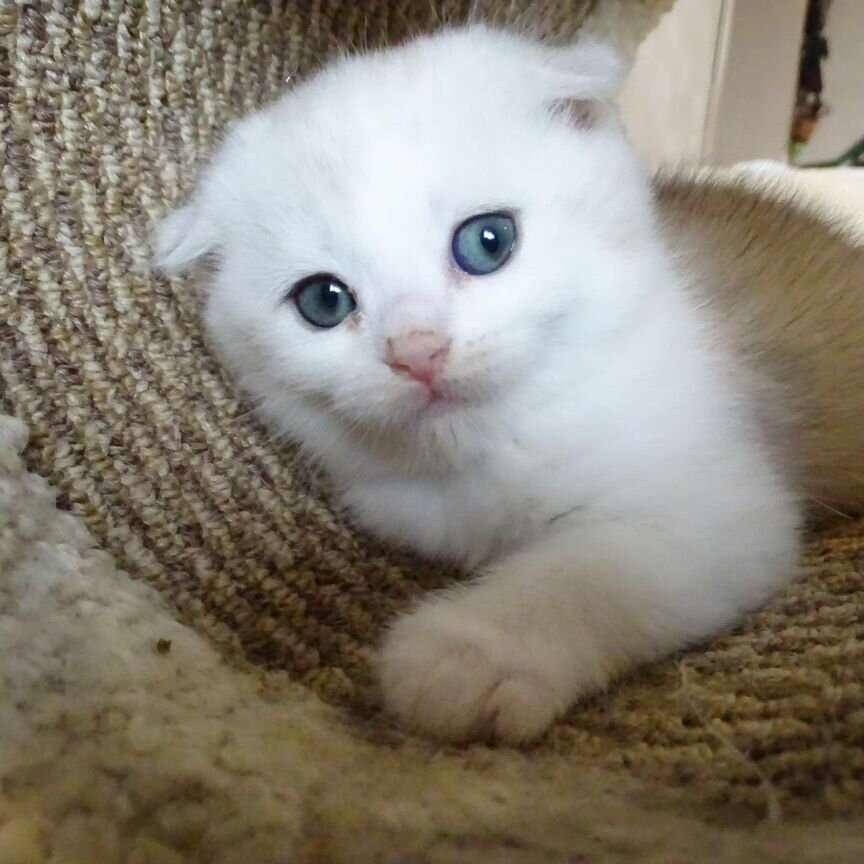 Шотландская вислоухая кошка