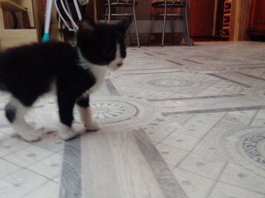 Котейки,2 месяца.Шикарный подарок к новому году