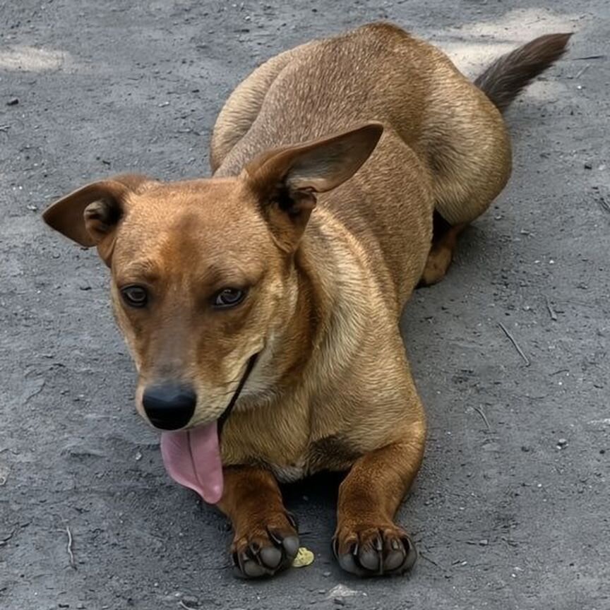 Взрослый пёс в добрые руки