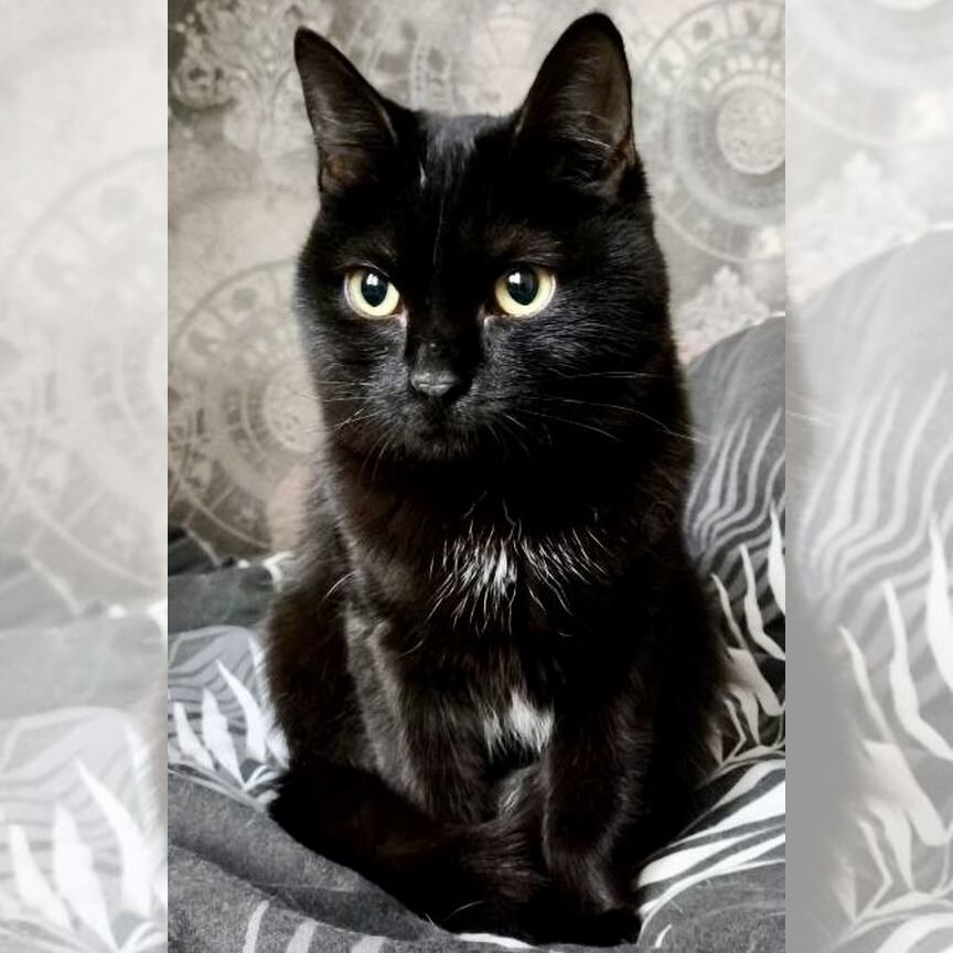 Взрослая кошка в добрые руки