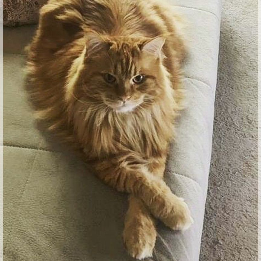 Мейн-кун, взрослый кот