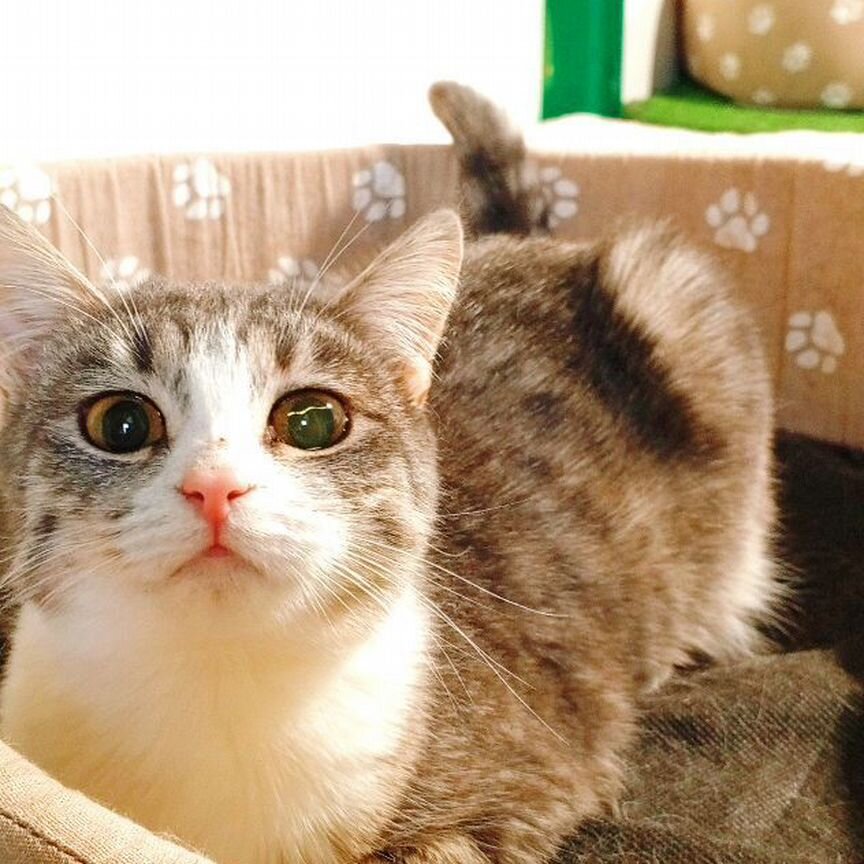 Отдам кошку в добрые руки