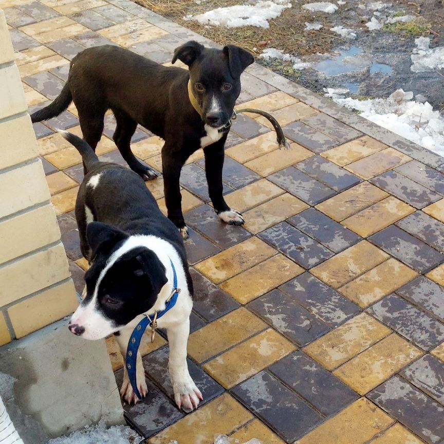 Щенки метисы стафорда в добрые руки