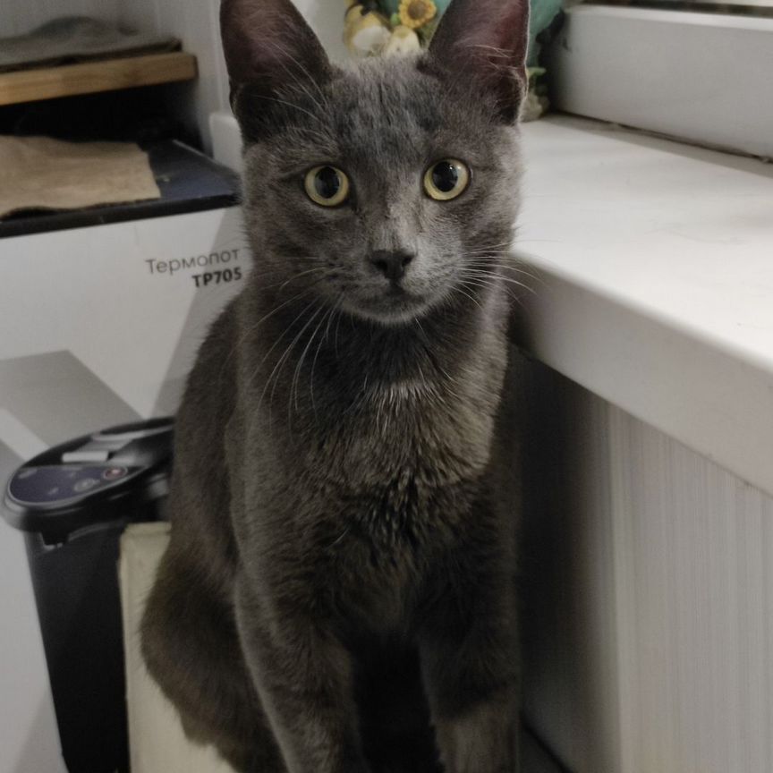 Котик ищет дом