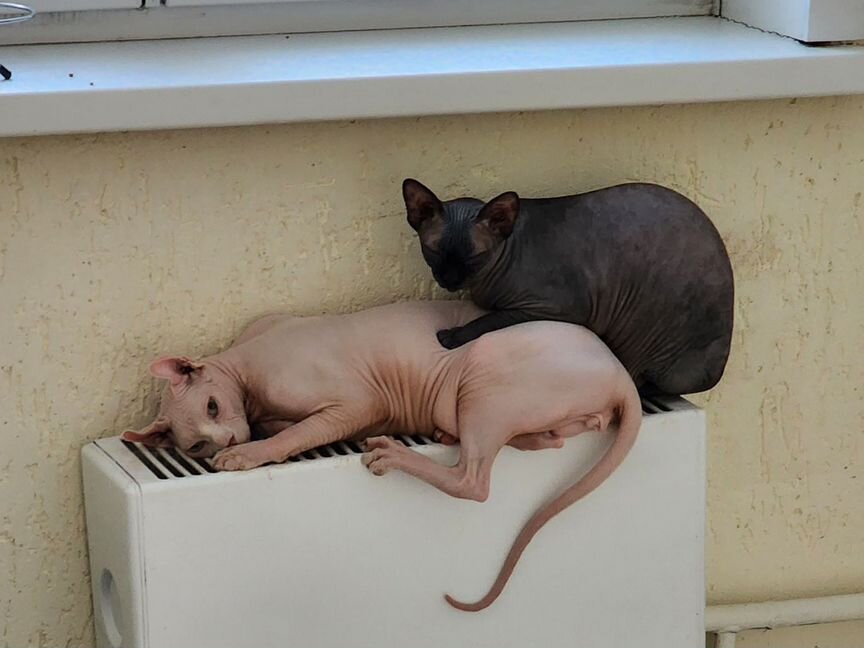 Домашние животные кошки