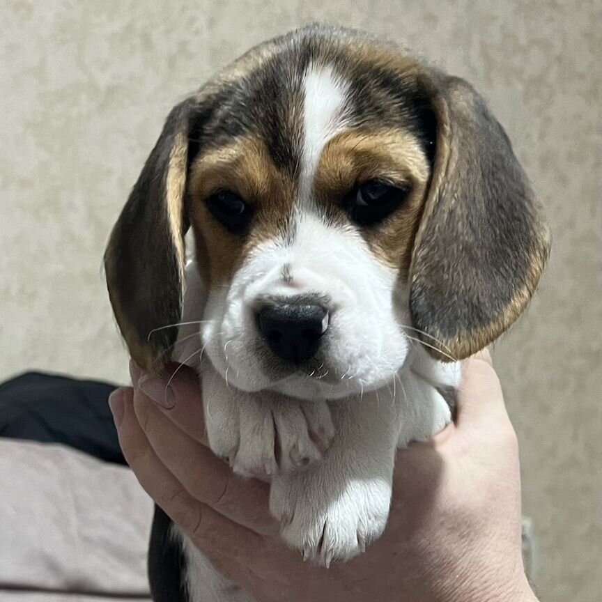 Щенки Бигль