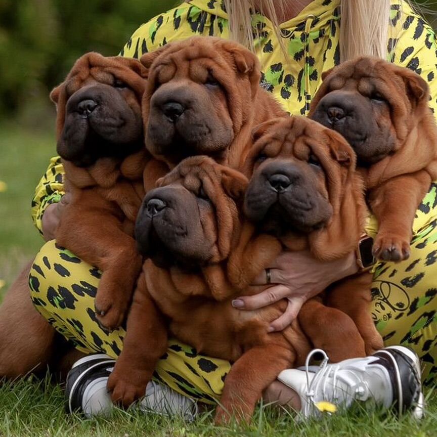 Шарпей, щенок