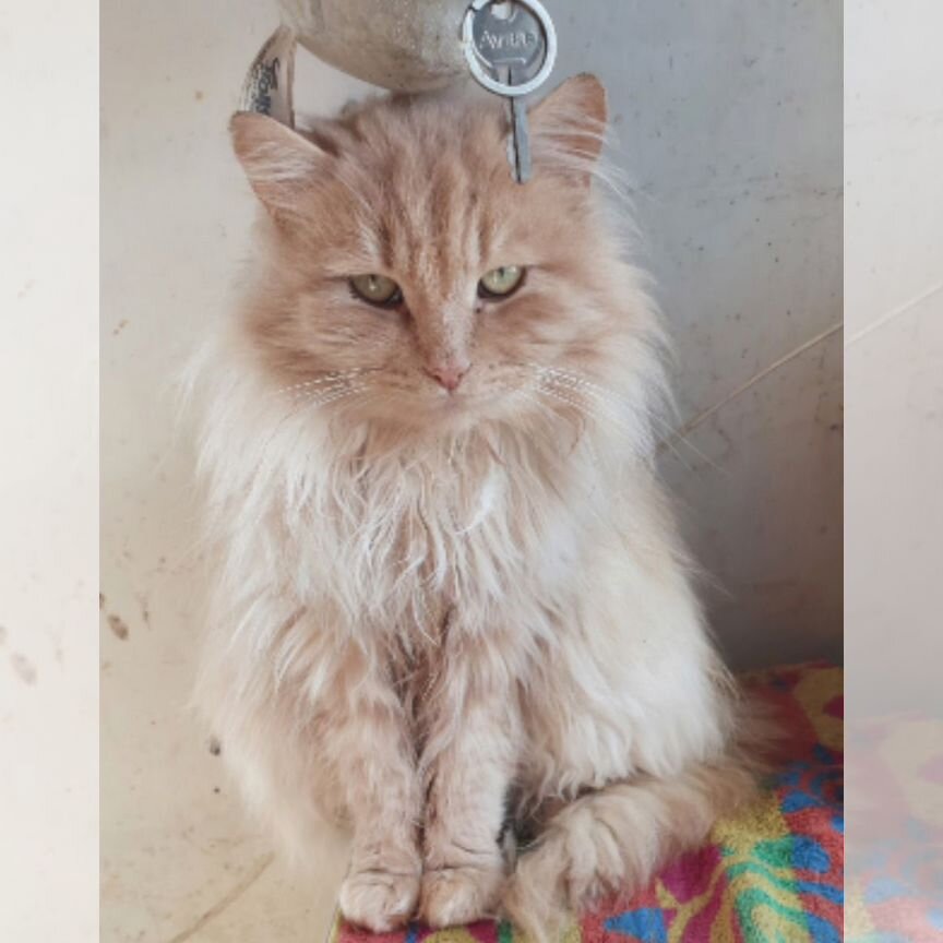 Взрослый кот в добрые руки