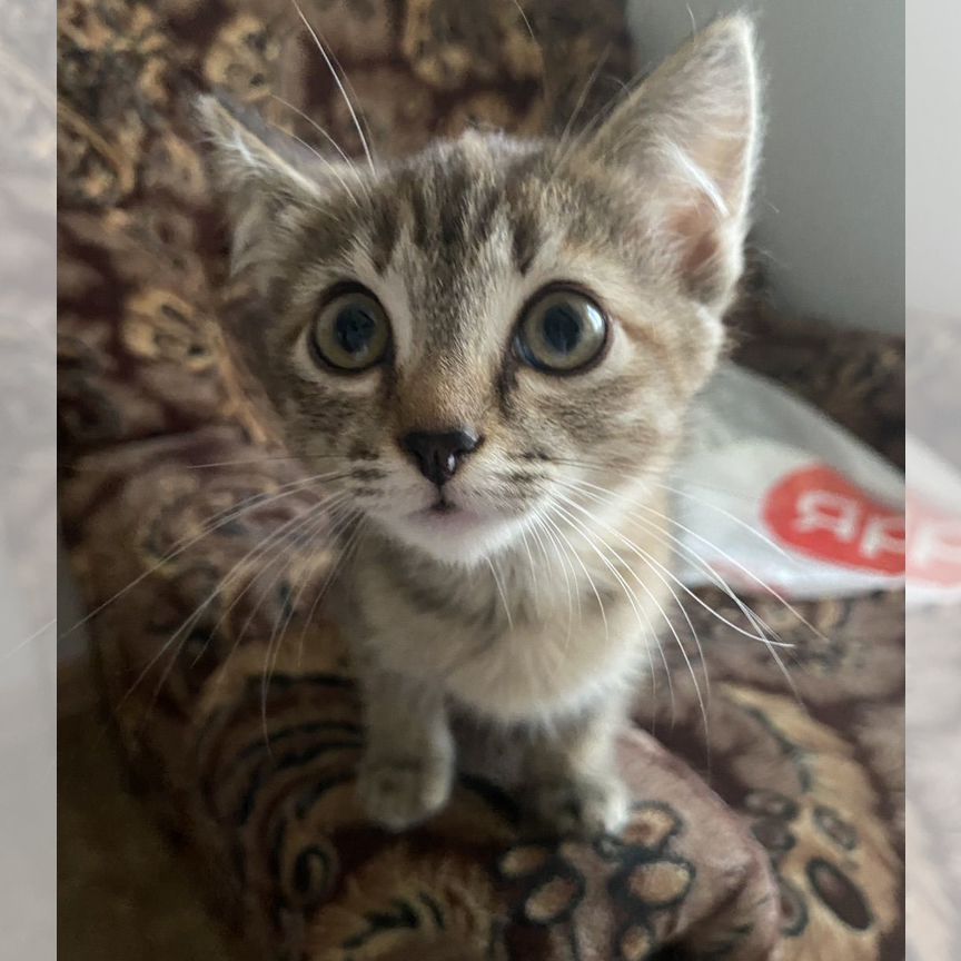 Котенок в добрые руки