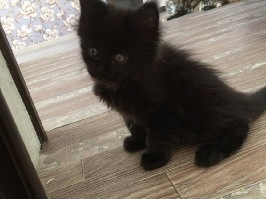 Мейн-кун великолепные пушистые дети гиганты