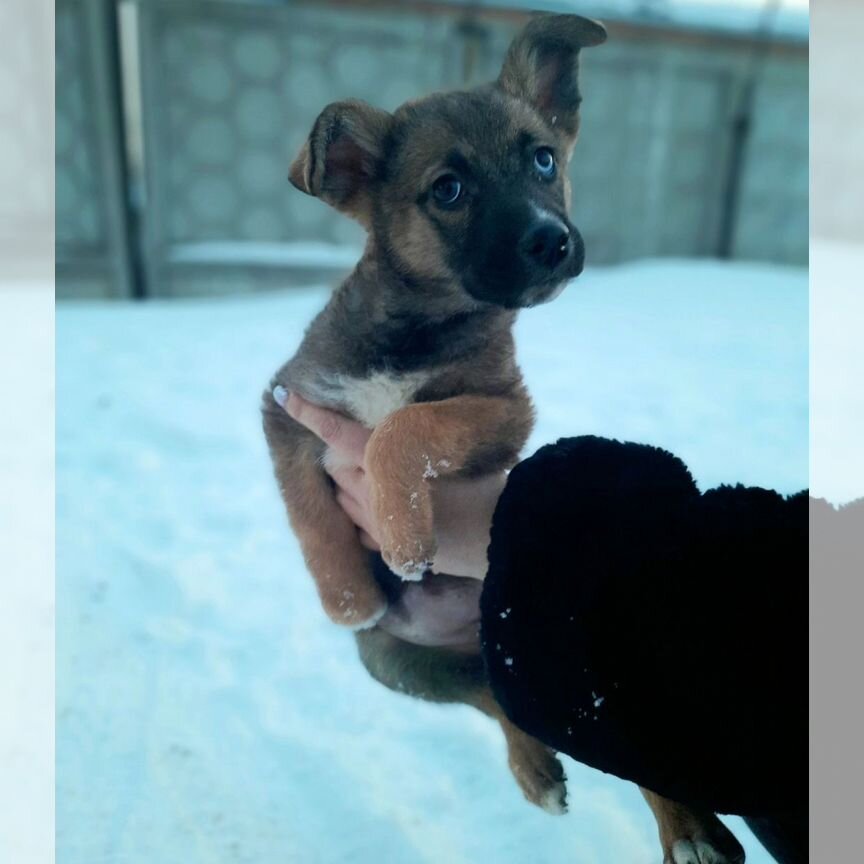 Агата в добрые руки