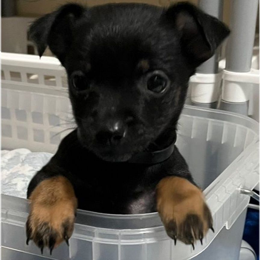 Продаю щенка чихуахуа