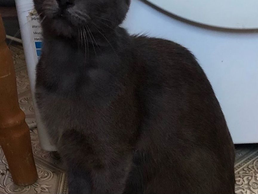 Предлагаем эксклюзивный вариант кота