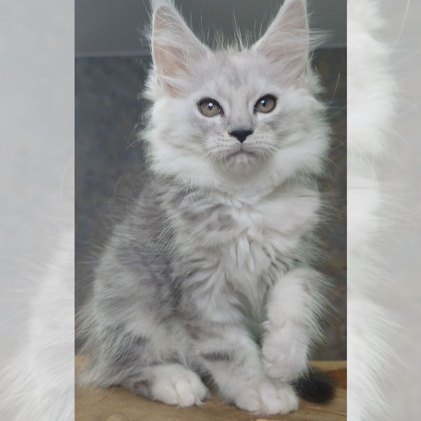 Мейн-кун котёнок